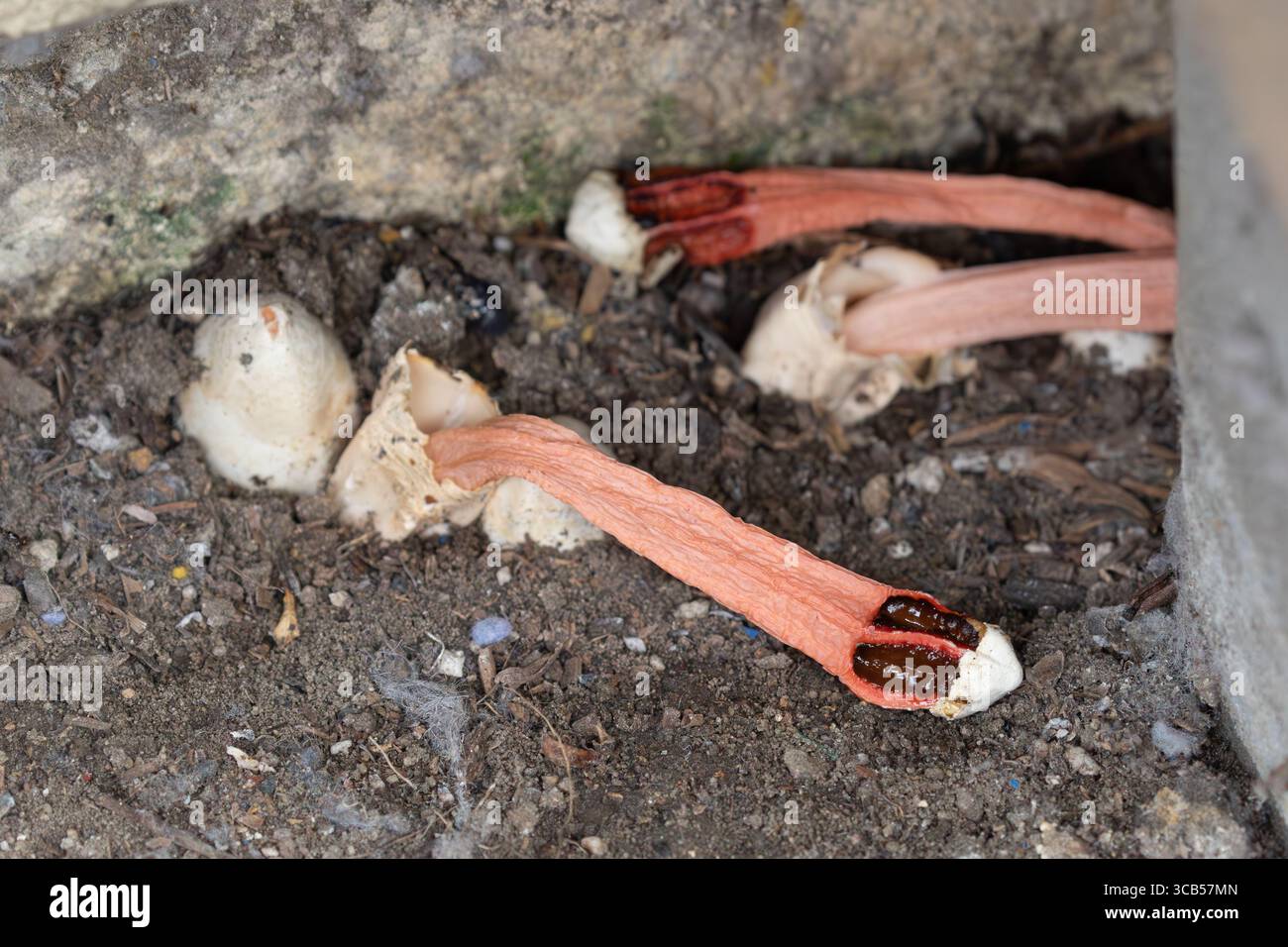 Mutinus caninus also known as the dog stinkhorn. Phallus shaped ...