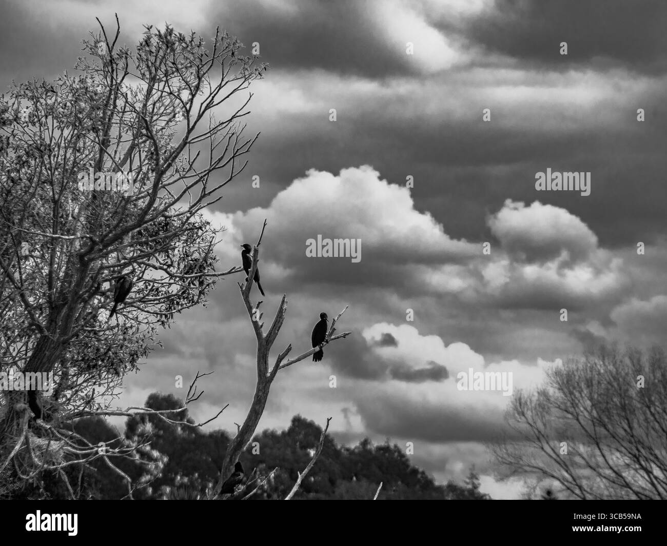 While my partner is up in Auckland for the week, I decided to visit the local reserve to take ...