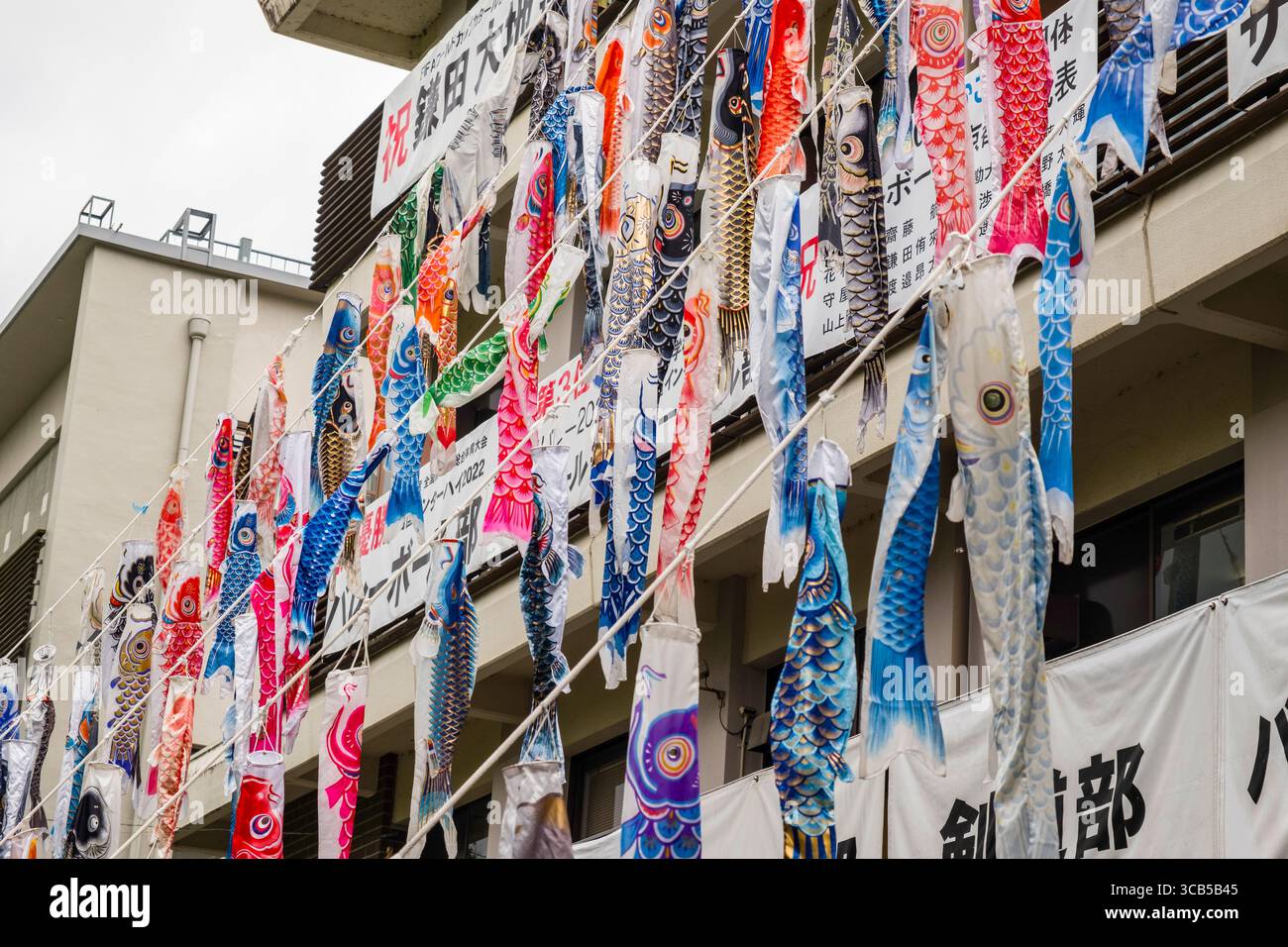 Vibrant koinobori streamers hang in celebration of Japanese Children's ...