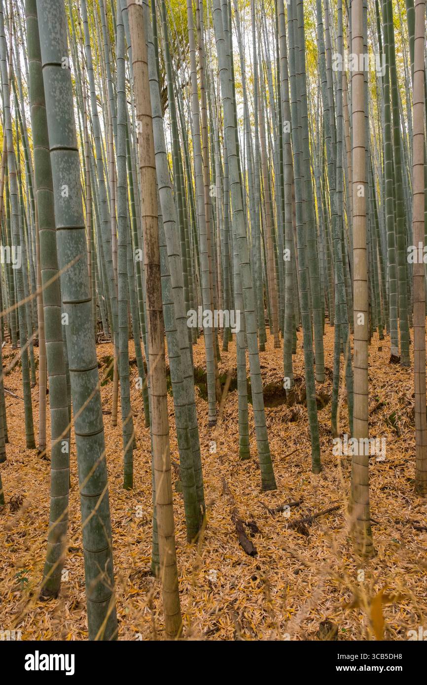 Arashiyama bamboo forest, showcasing tall, straight green stalks amidst ...