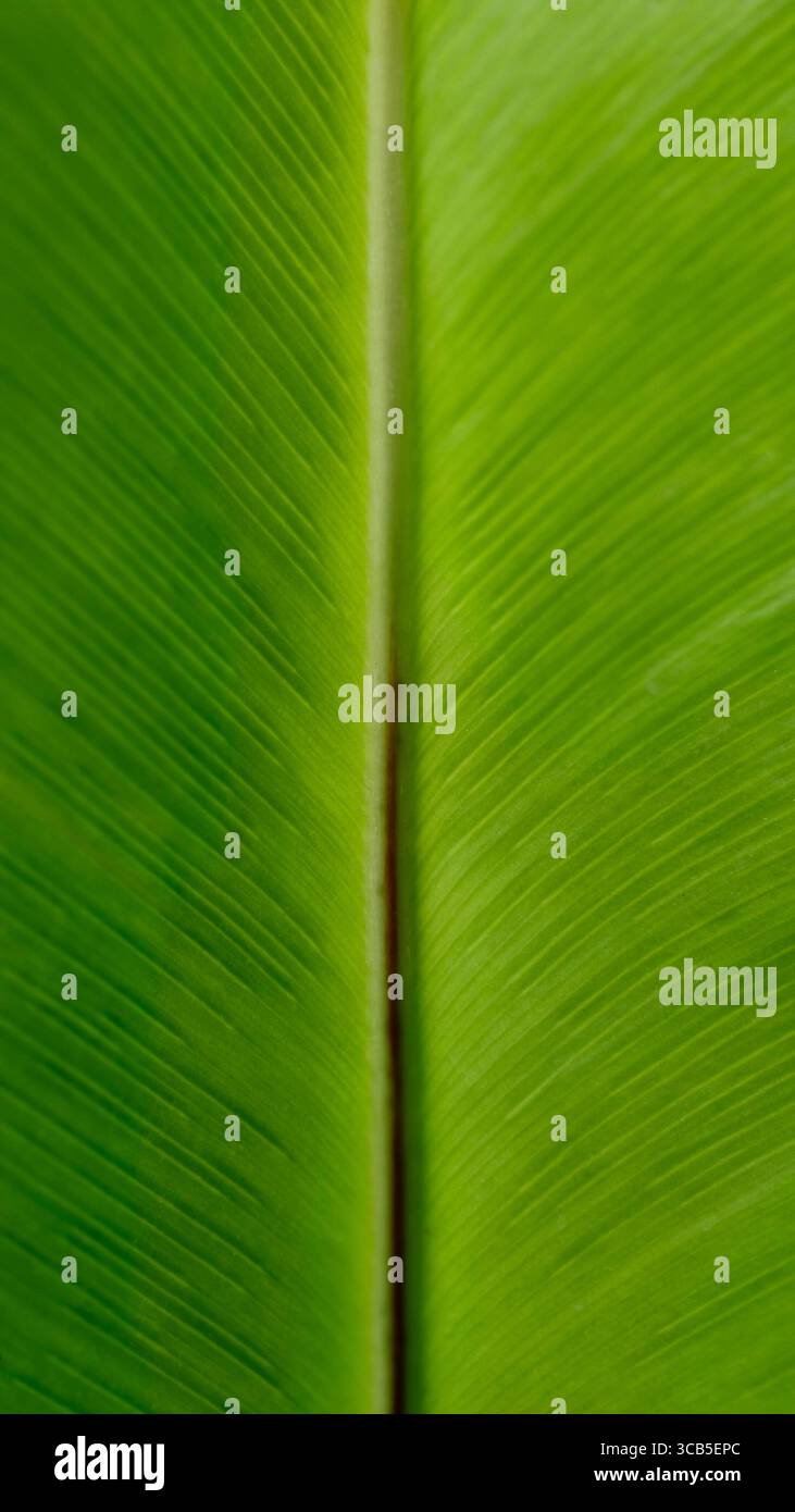 Close-up vertical shot of vibrant green leaf. Central vein prominent ...