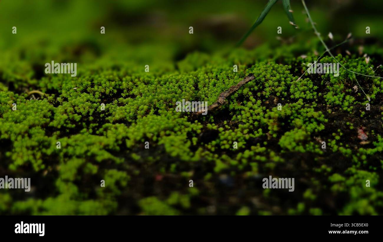 Macro shot vibrant green moss growing on dark, textured surface, likely ...