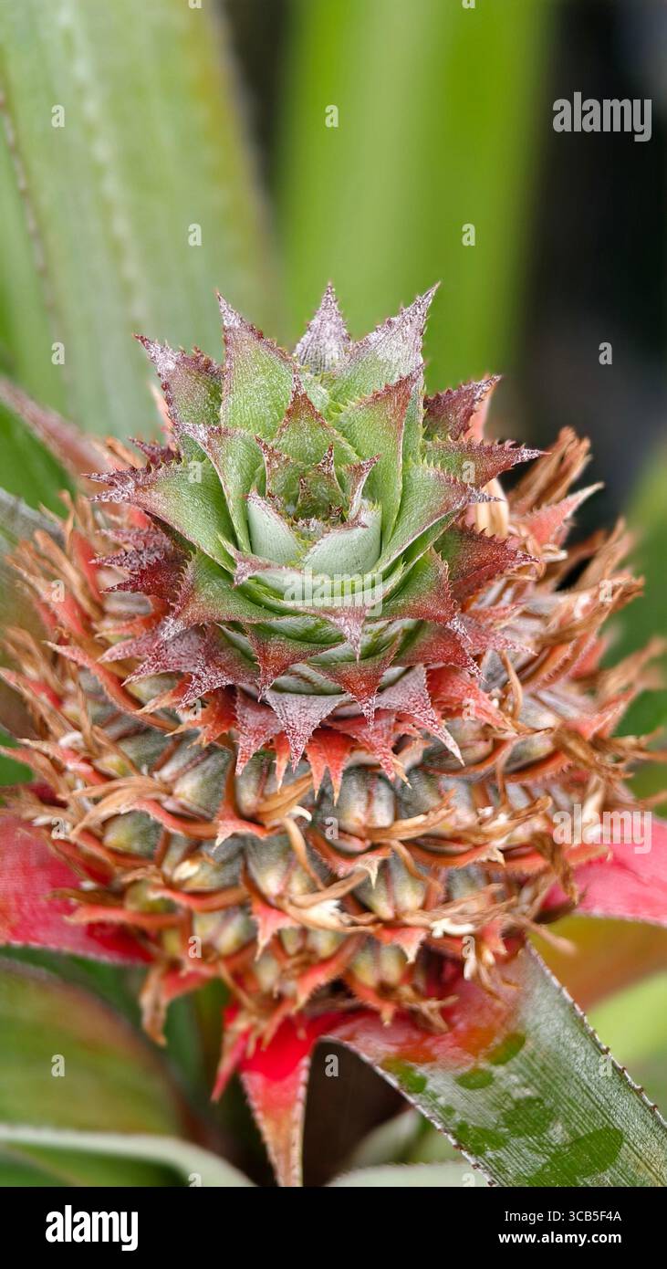 Macro photograph developing pineapple plant, showing the top of a small ...