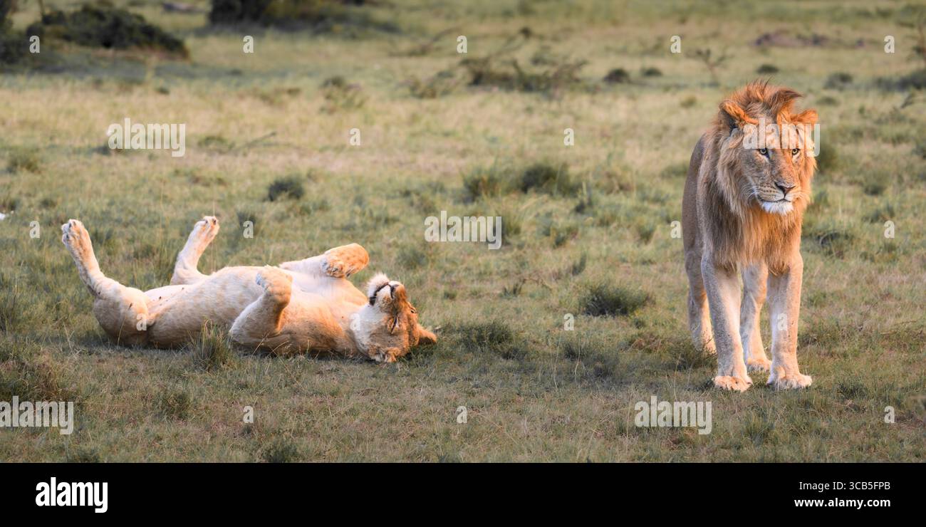 Lion pair (Panthera leo) walking and resting together in the open ...