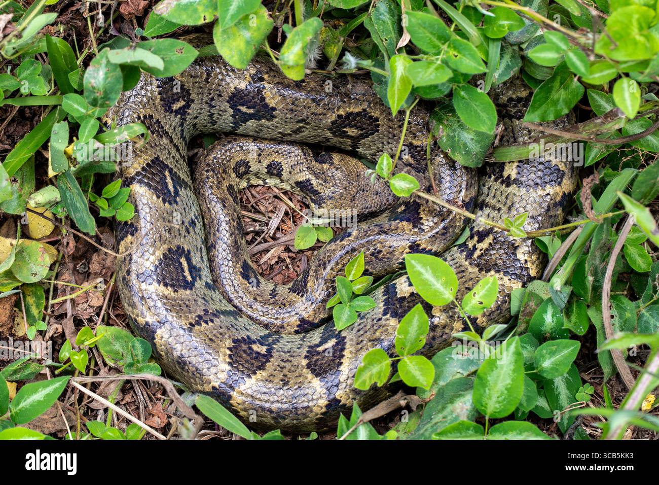 Madagascan Ground Boa Stock Photo - Alamy