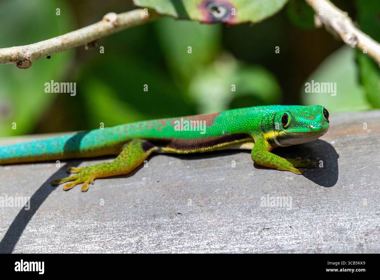 Green day gecko hi-res stock photography and images - Alamy