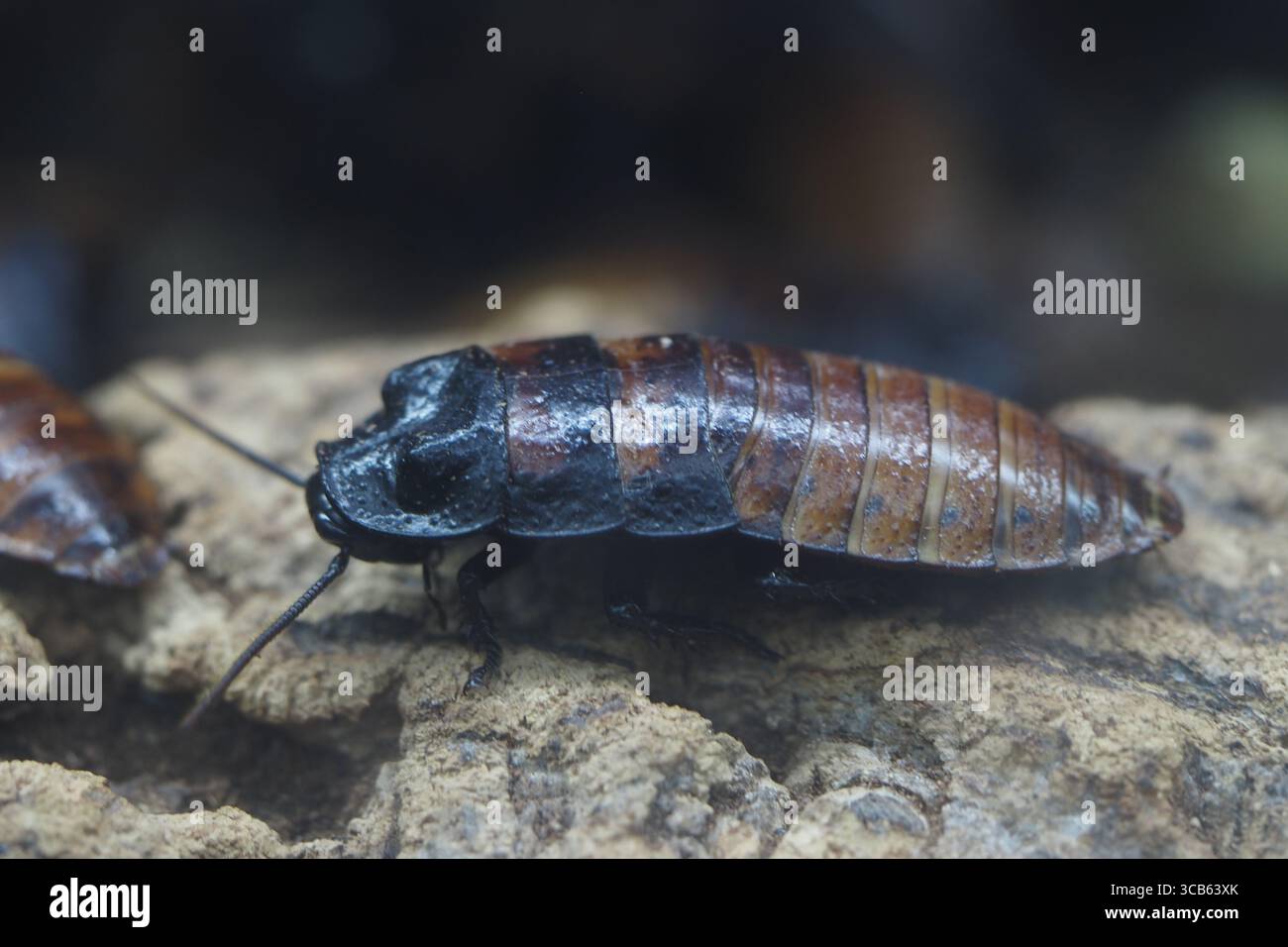 Close-up view of a cockroach resting on a rock Stock Photo - Alamy
