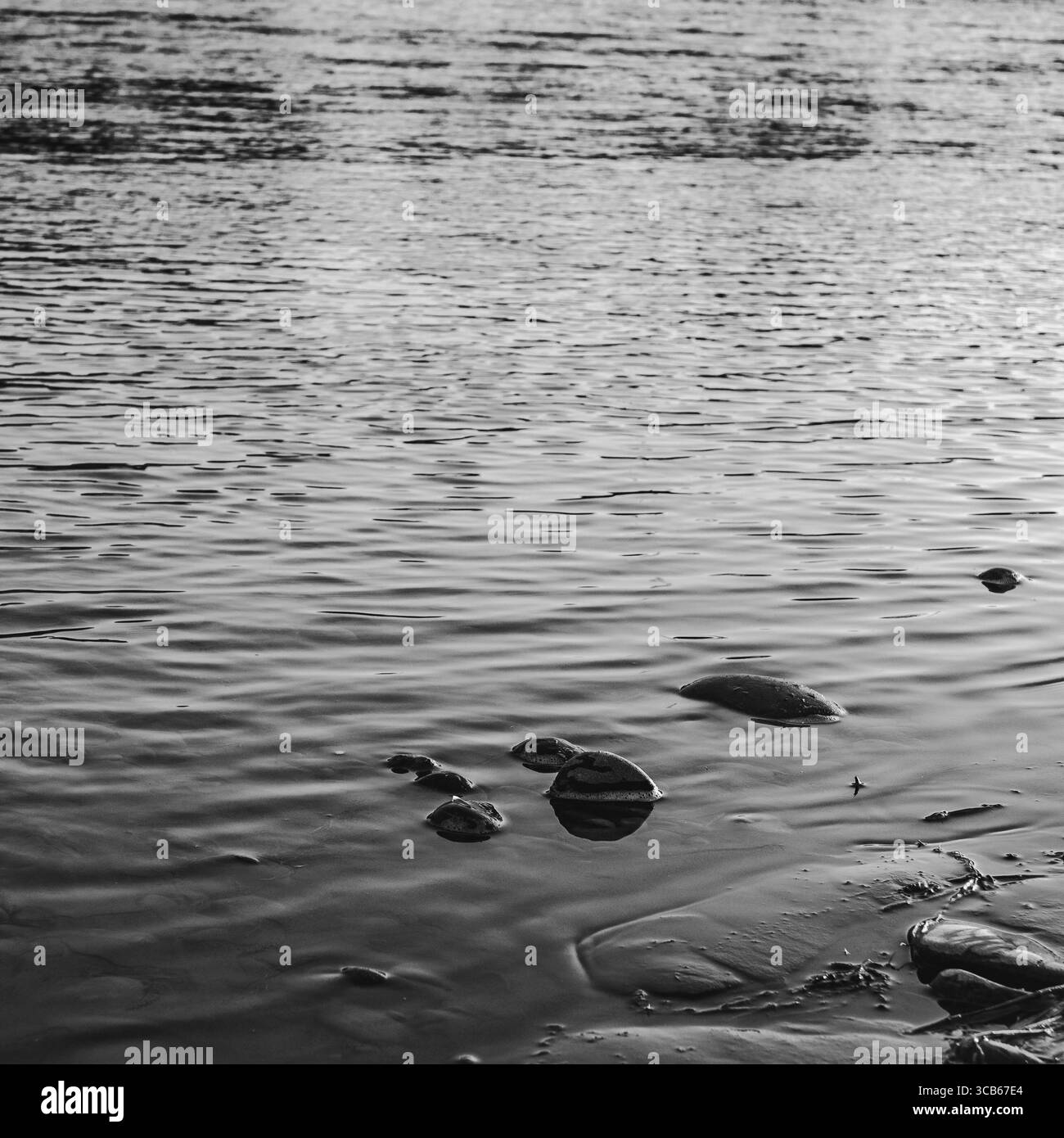 Riverbed view Black and White Stock Photos & Images - Alamy