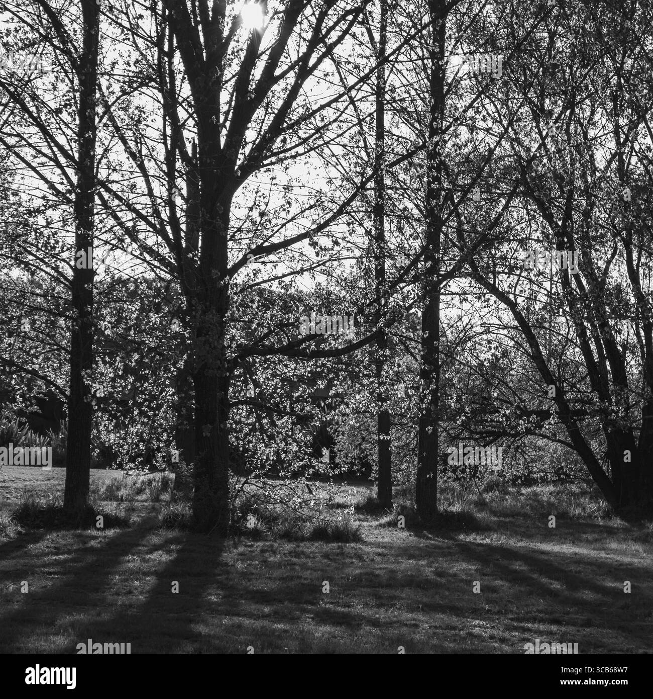 Warm green trees Black and White Stock Photos & Images - Alamy