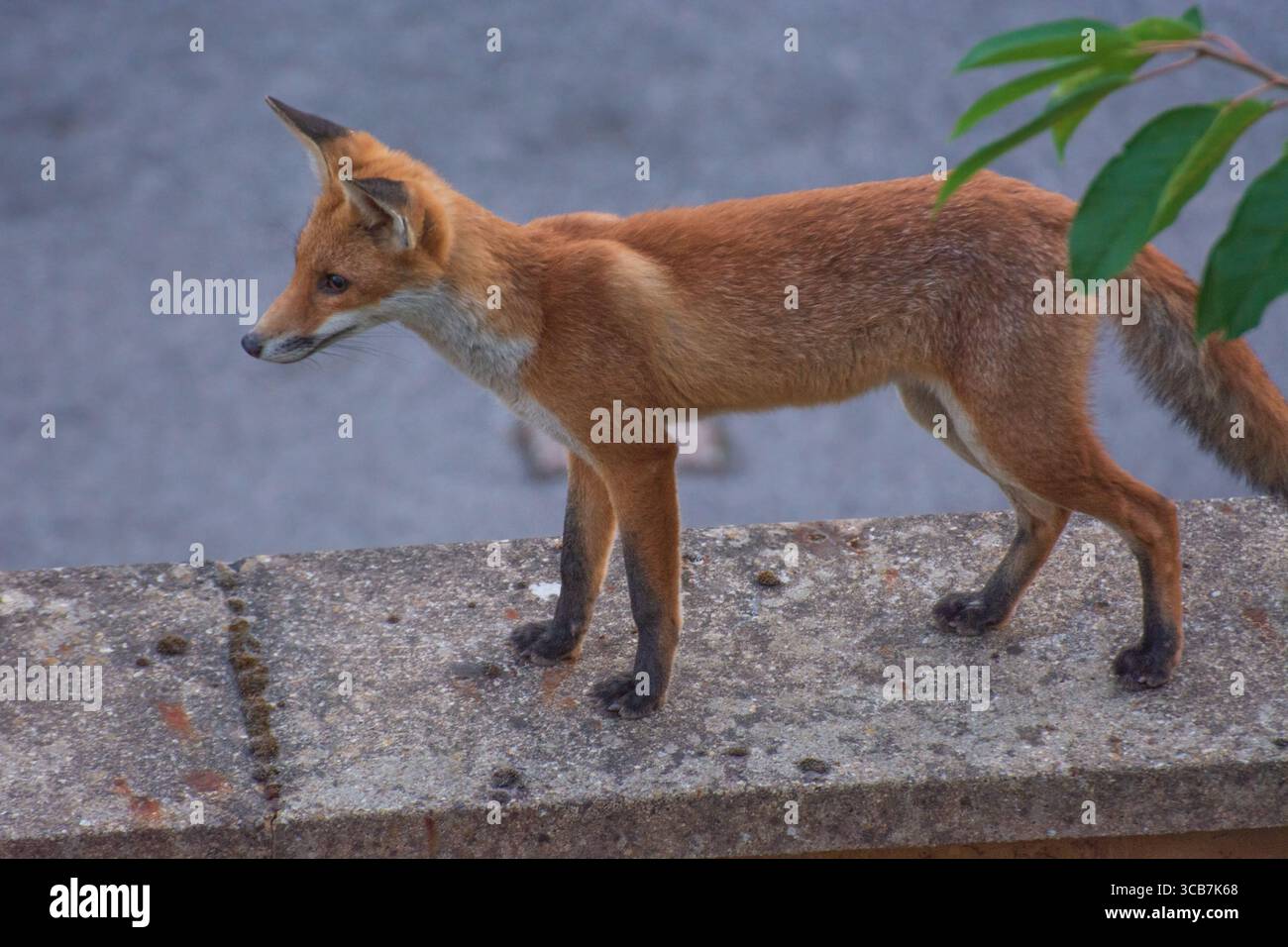 Urban fox (Vulpes vulpes) standing on a garden wall, early morning, in ...
