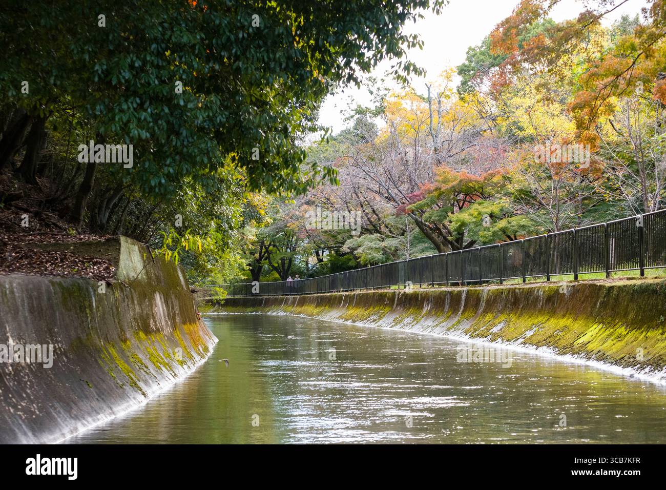 Serene waterfront scene featuring Lake Biwa canal lined with mossy ...