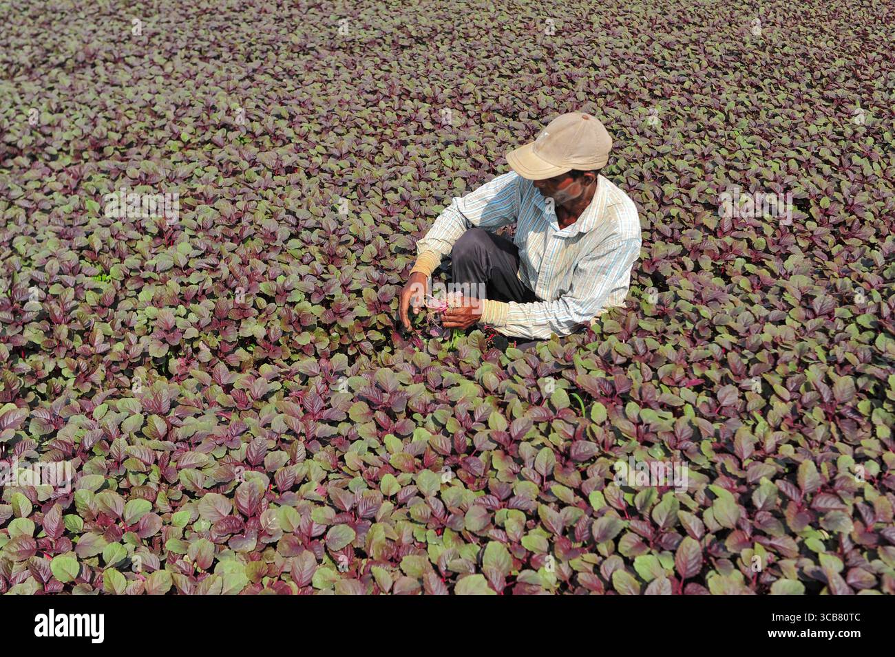 Sylhet sadar upazila bighas of red vegetables hi-res stock photography ...