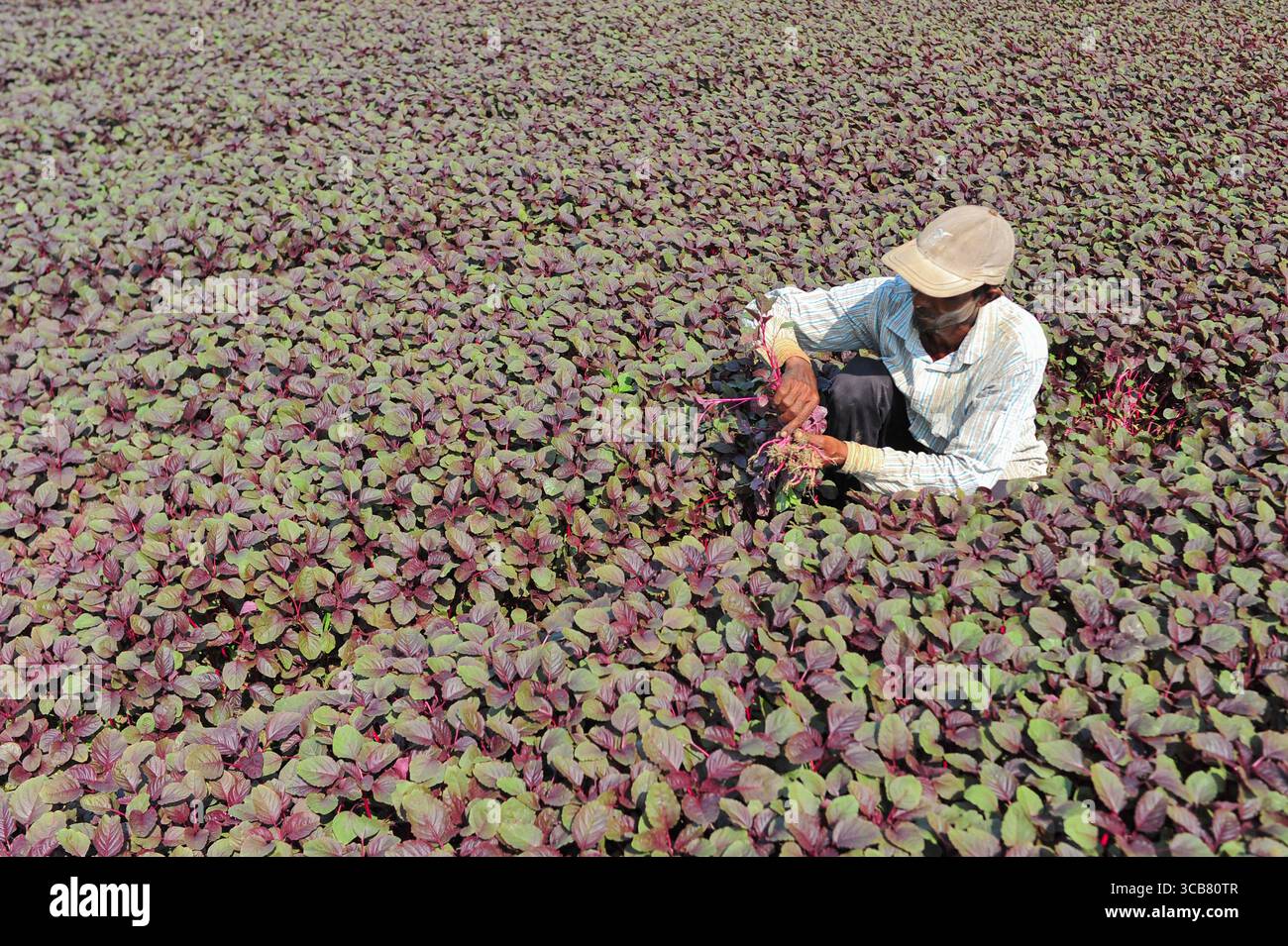 Sylhet sadar upazila bighas of red vegetables hi-res stock photography ...