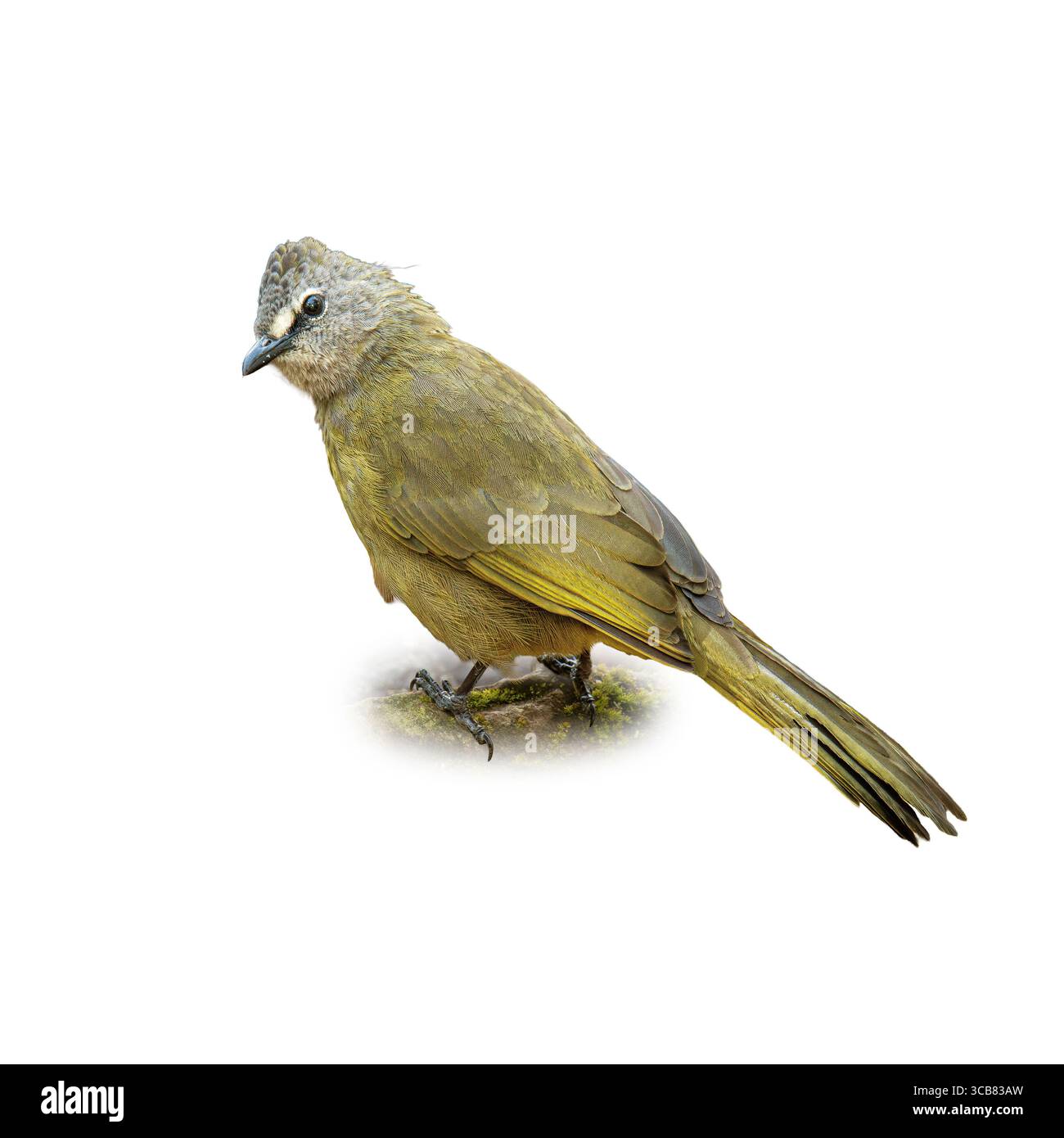 Olive green feathers Cut Out Stock Images & Pictures - Alamy