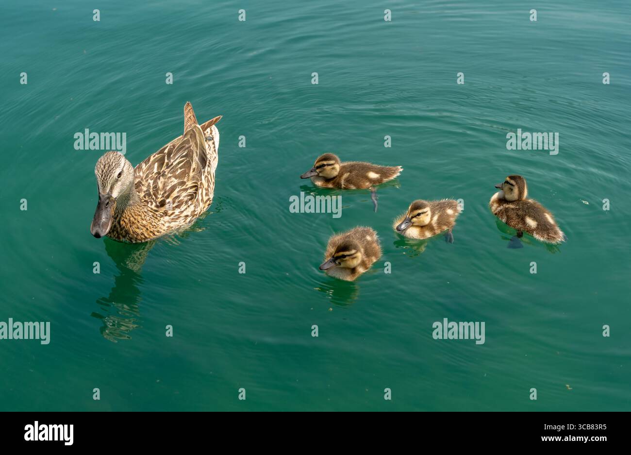 Cute duckling swimming with mother duck. Wild ducks enjoying summer day ...
