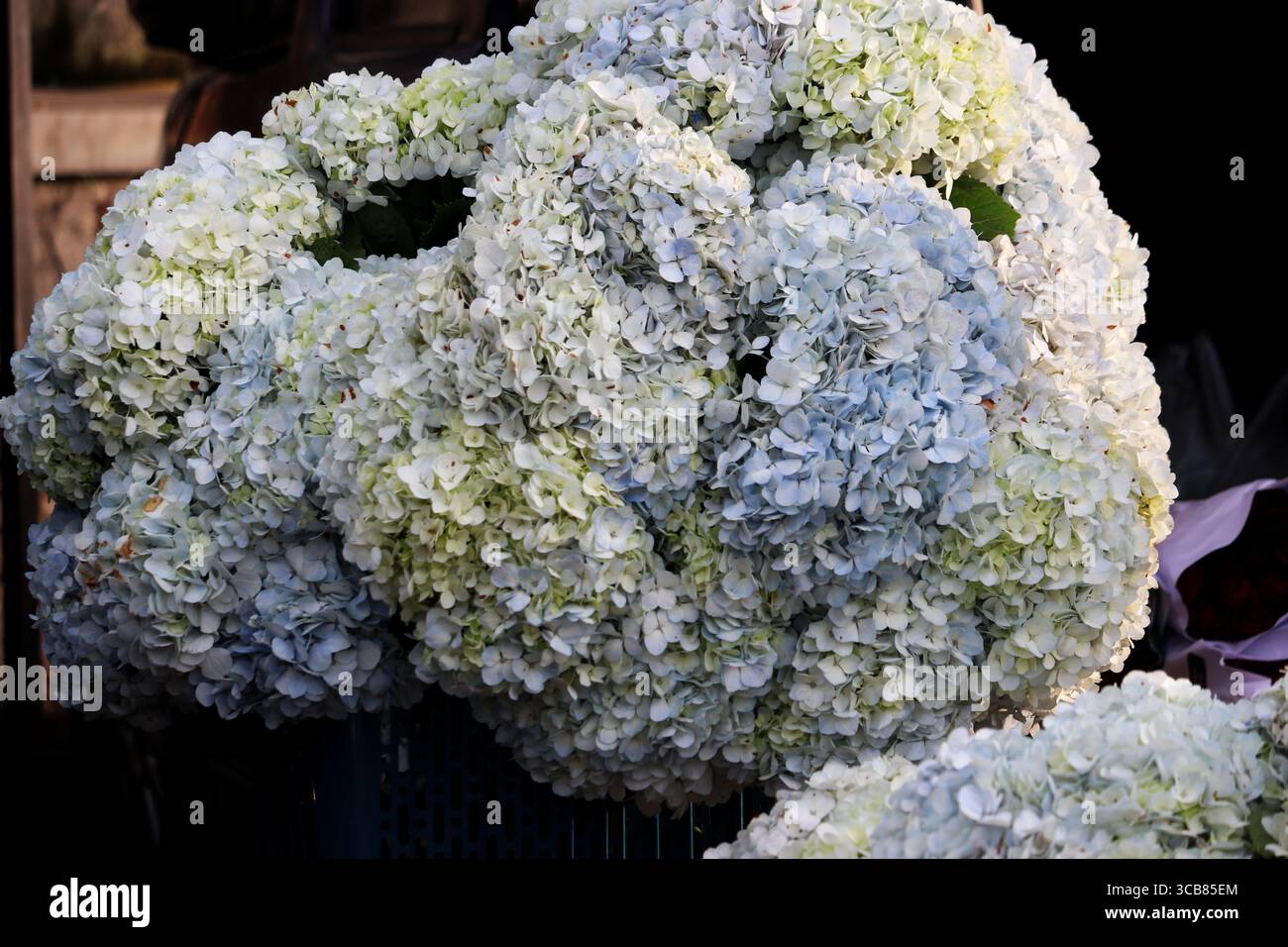 500 hydrangeas hi-res stock photography and images - Alamy