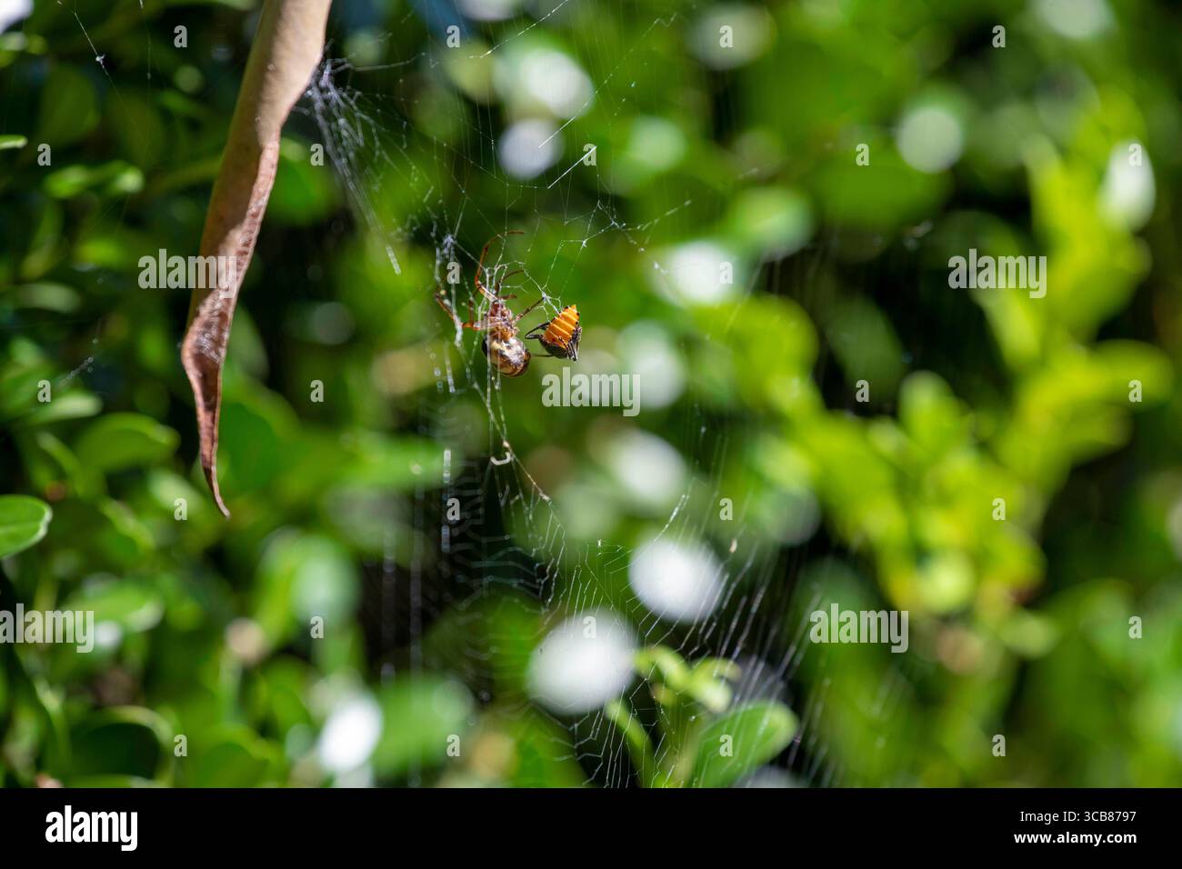 Australian funnel web spider prey hi-res stock photography and images ...