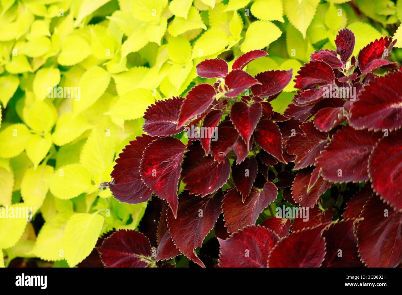 Miana is a shrub that can grow up to 1.5 m tall. Its leaves have ...