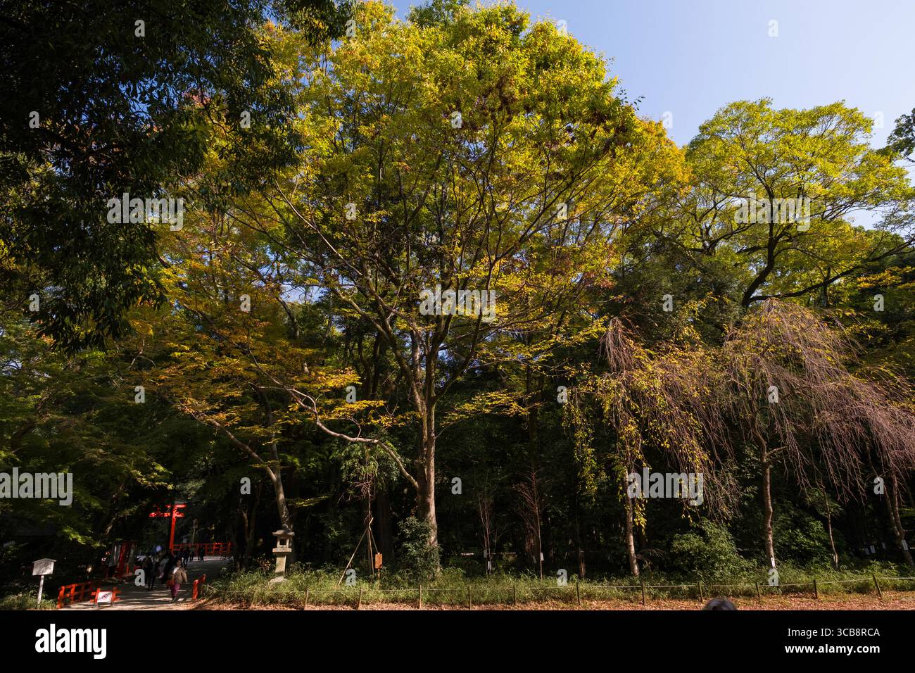 Tranquil pathway amid autumn hi-res stock photography and images - Alamy