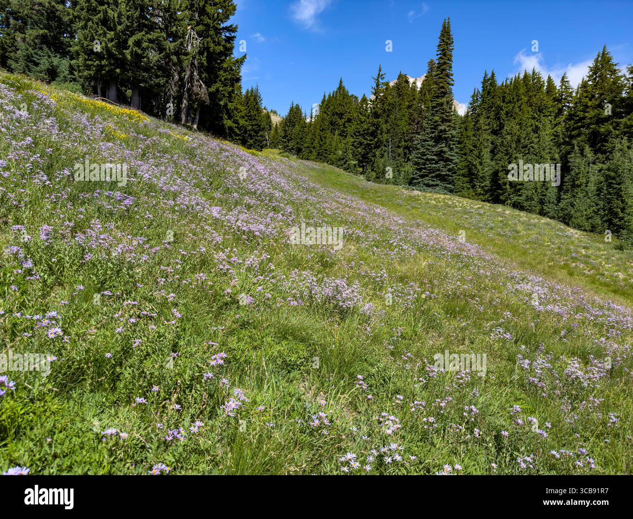 Spring forest scene showcases hi-res stock photography and images - Alamy