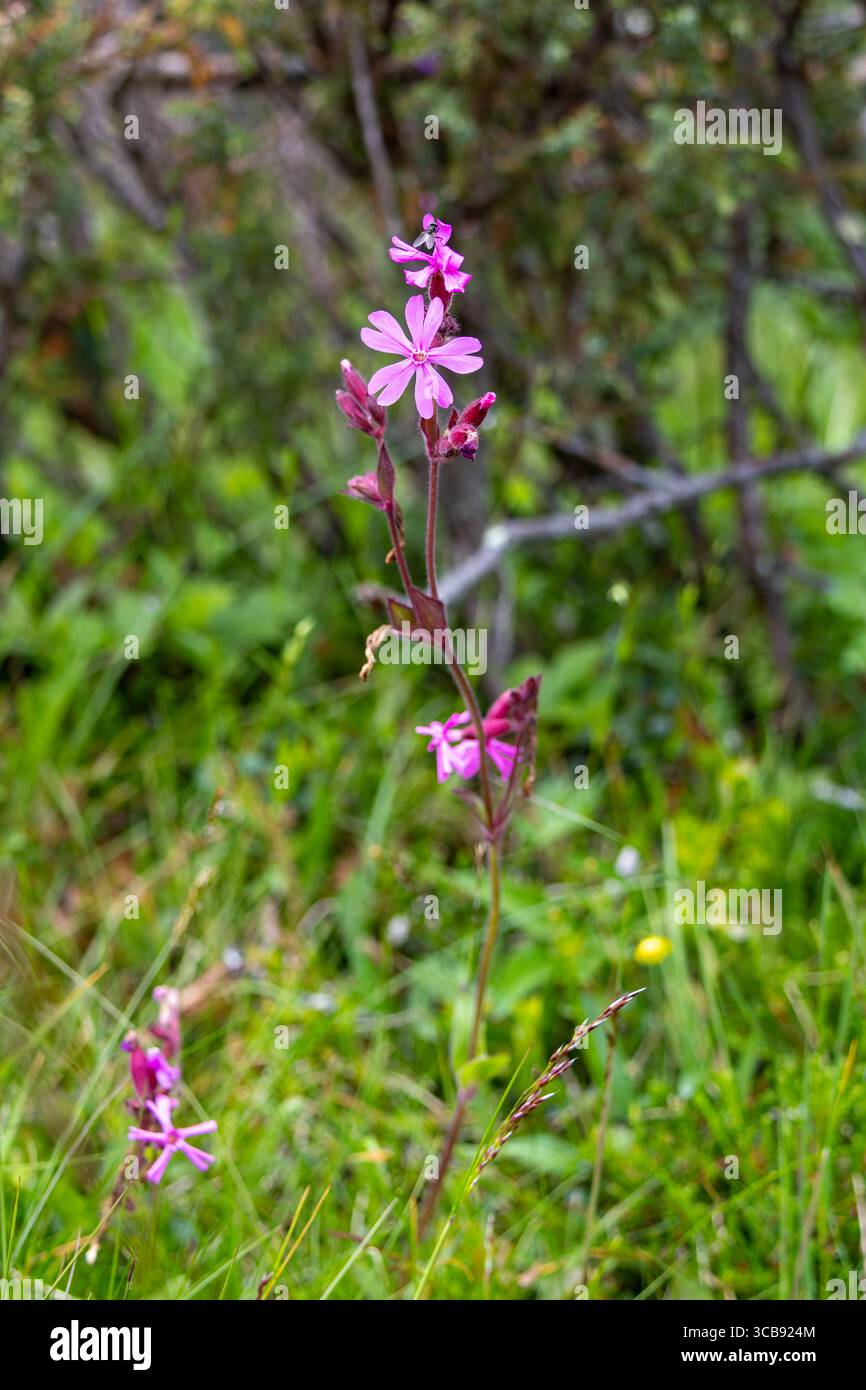 Red campion (Silene dioica) with bright pink flowers in a wildflower ...
