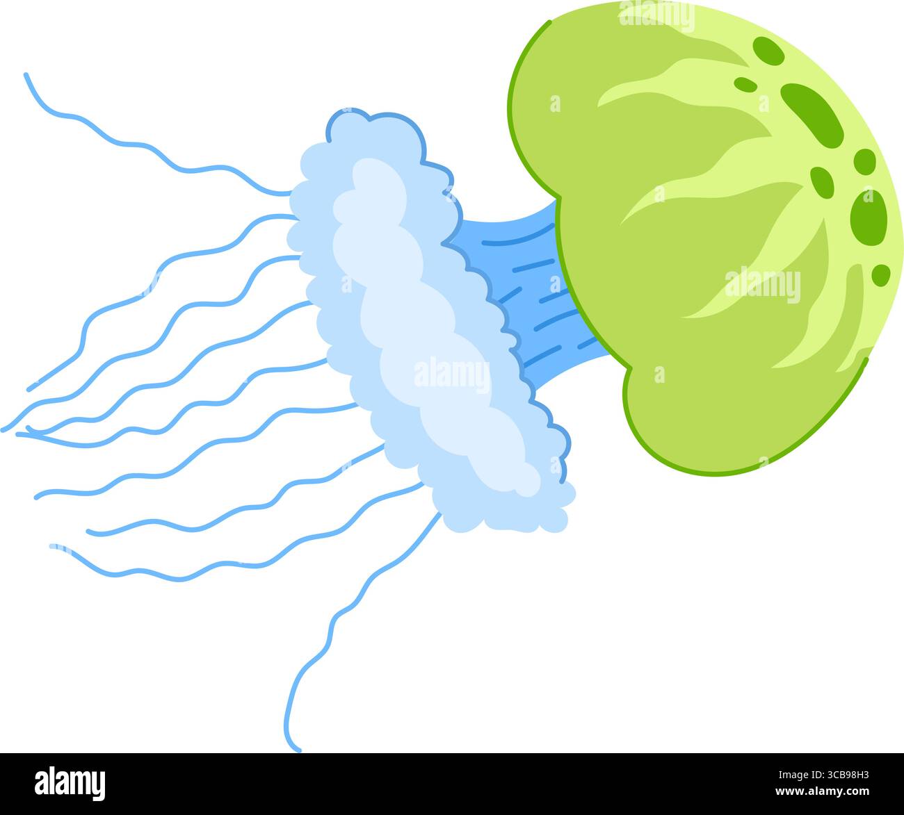 marine jellyfish cartoon vector illustration Stock Vector Image & Art ...