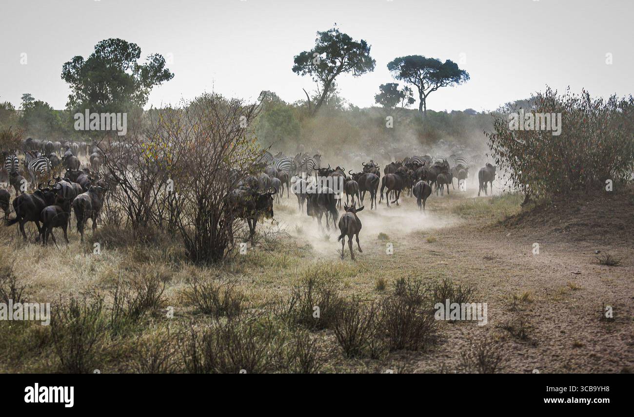Wildebeest zebras kick up dust hi-res stock photography and images - Alamy