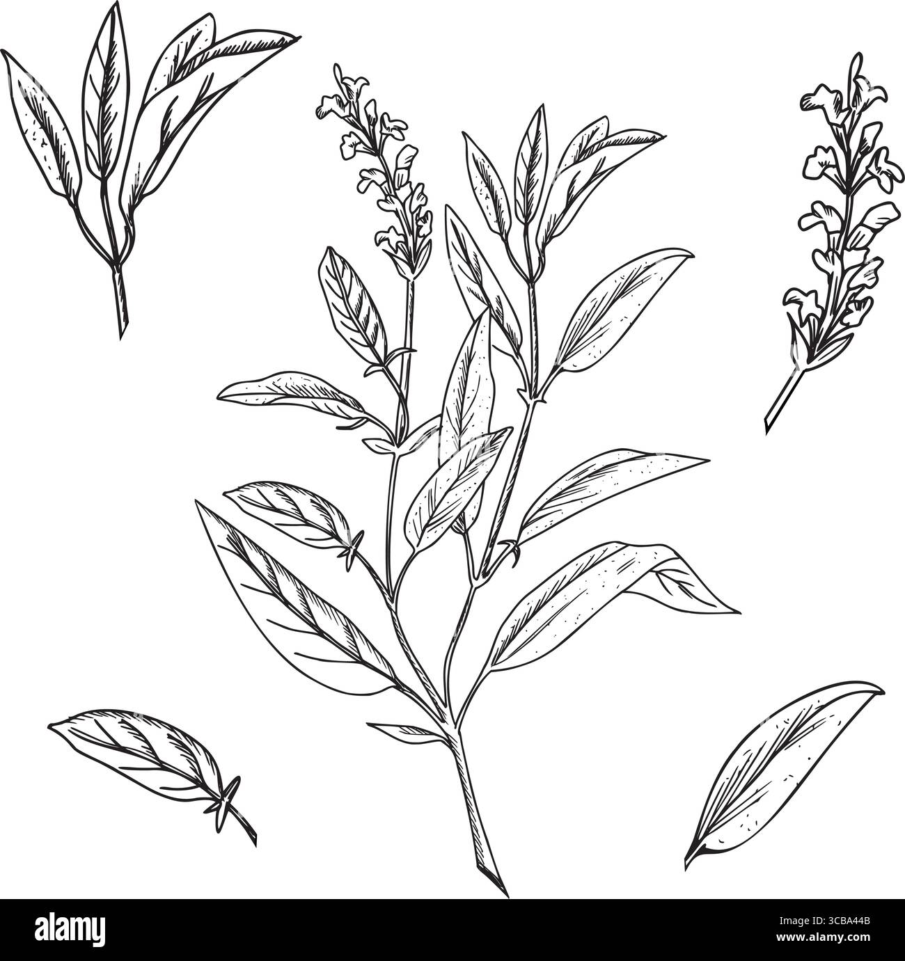Sage plant set. Vector botanical illustration isolated on a background ...