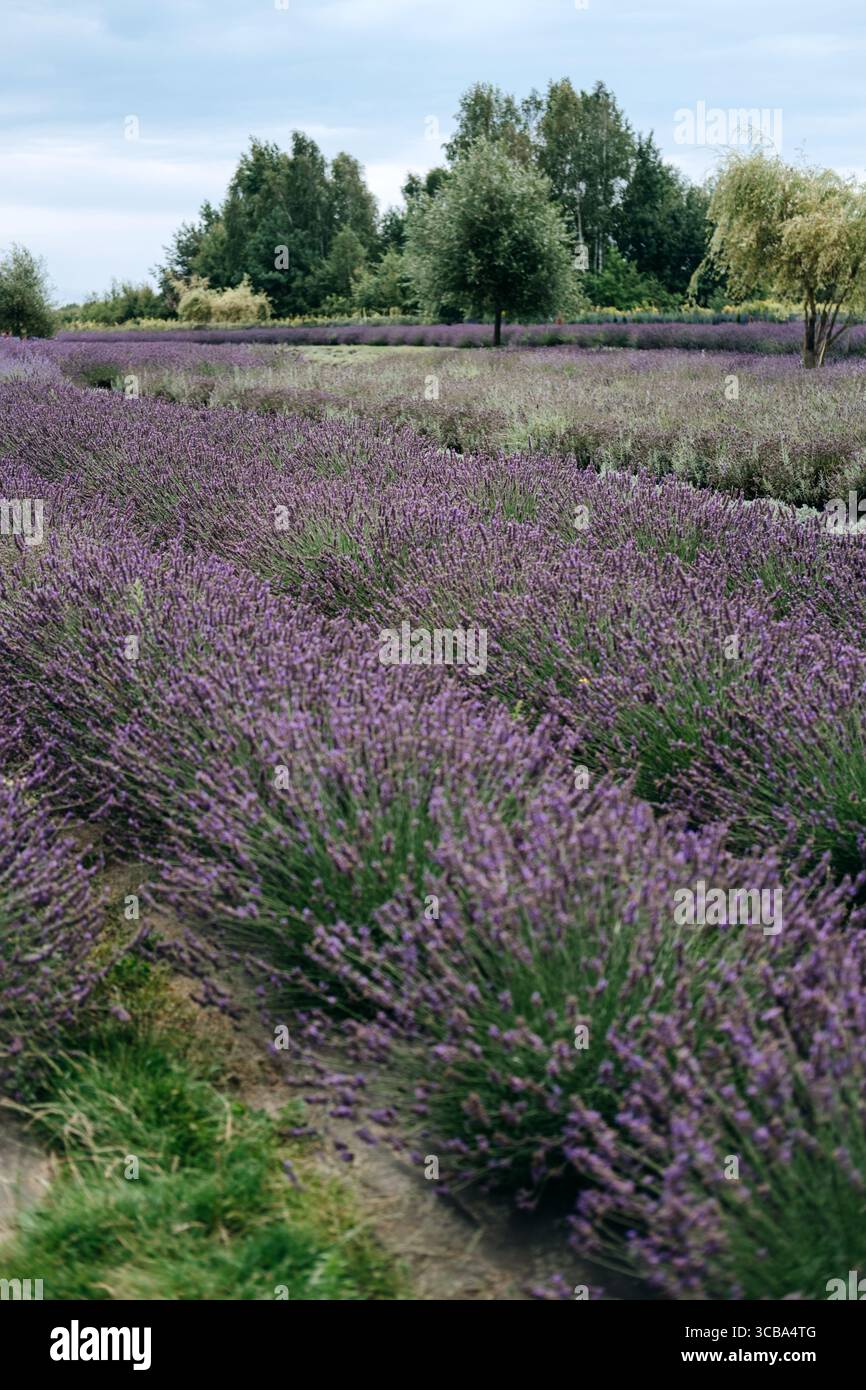 Lavender fields stretch across gently sloped terrain with scattered ...