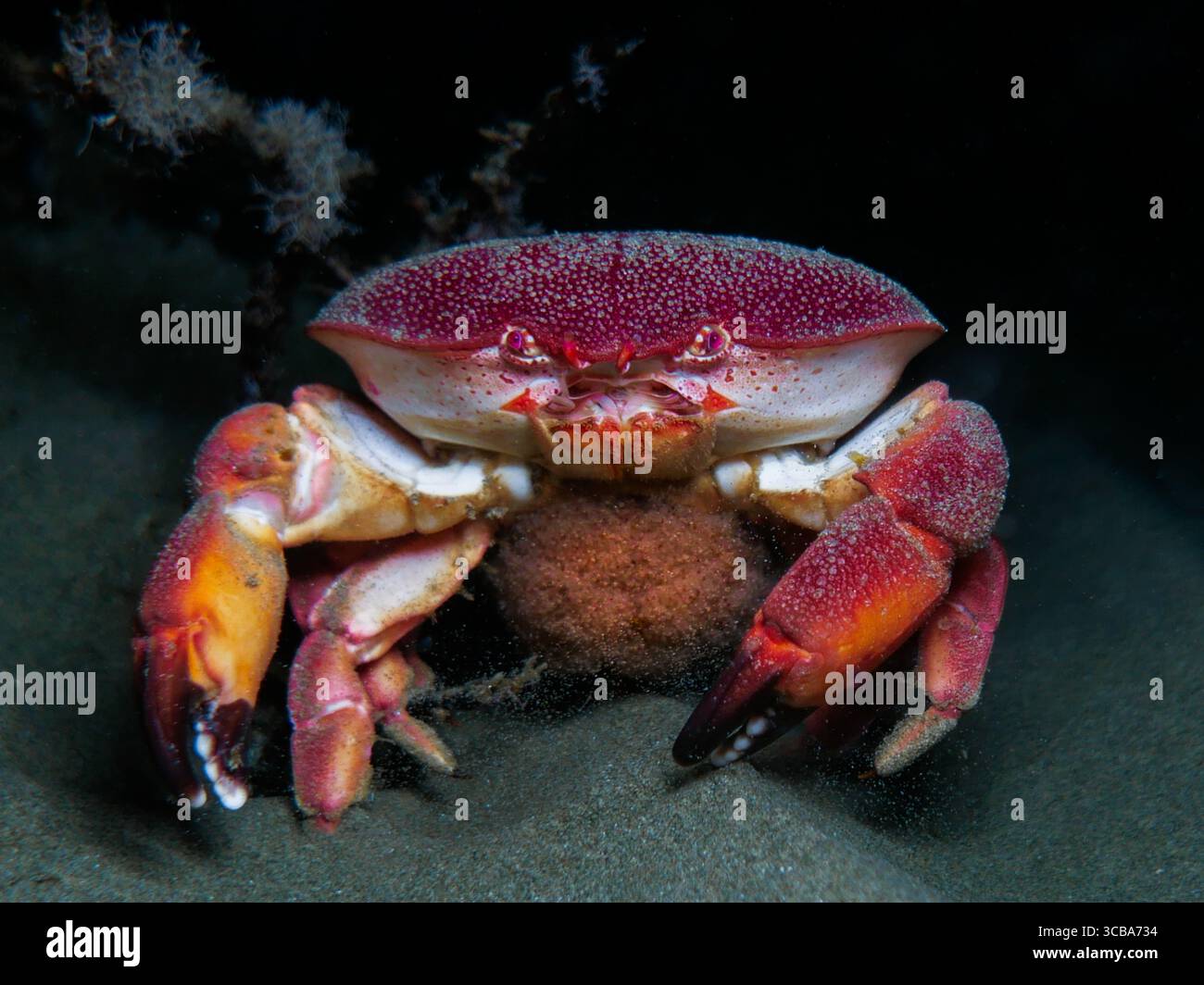 Atergatis roseus hi-res stock photography and images - Alamy