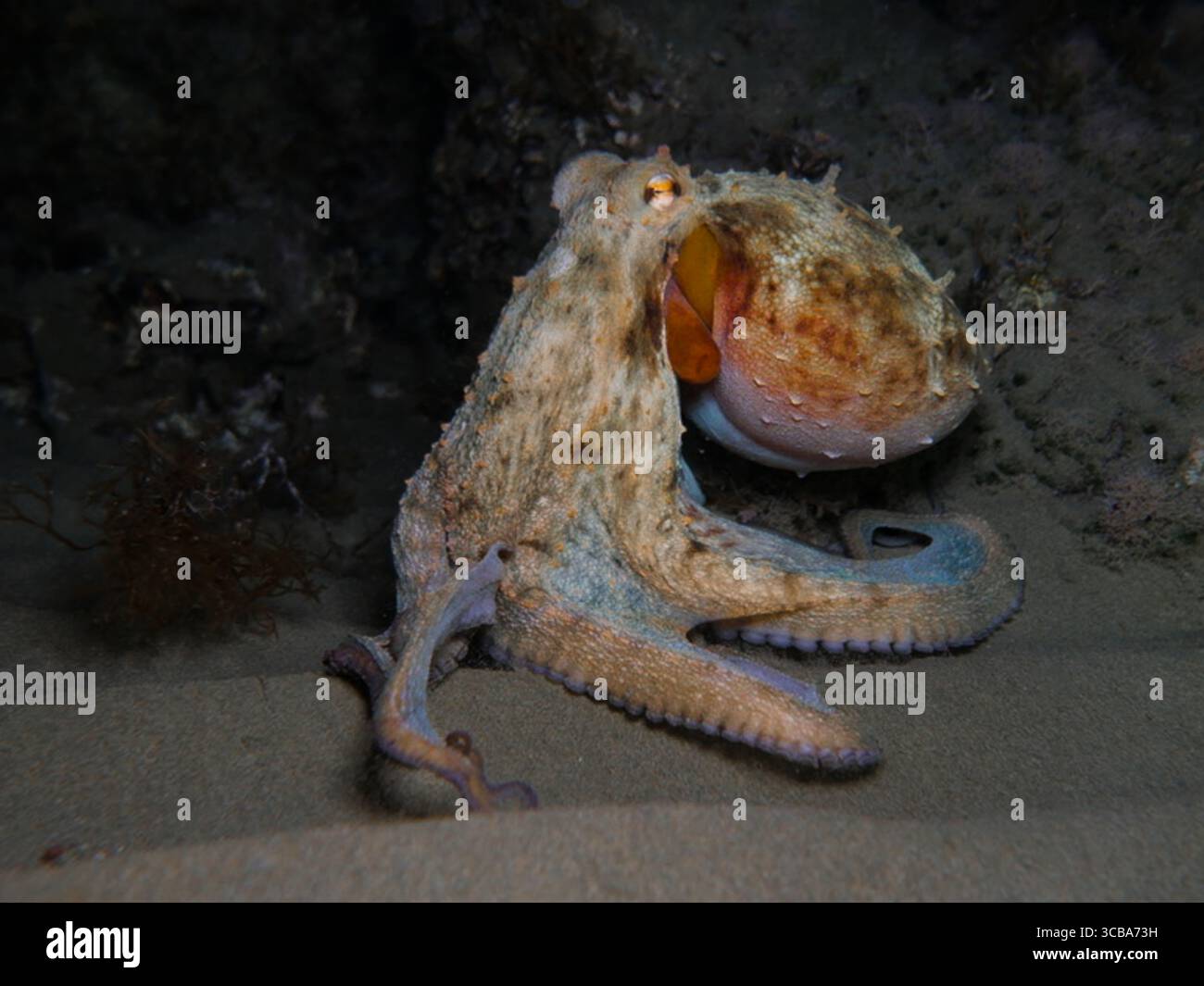 Tentacle octopus sea hi-res stock photography and images - Alamy