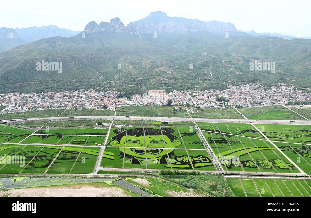 Aerial photo shows the creative paintings on rice field in Handan City ...