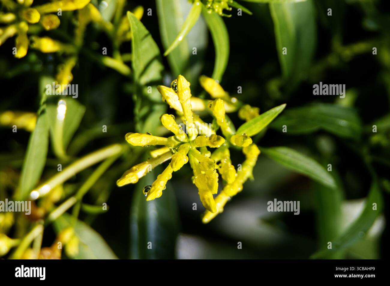 strange looking yellow flowers with a jungle background Stock Photo - Alamy