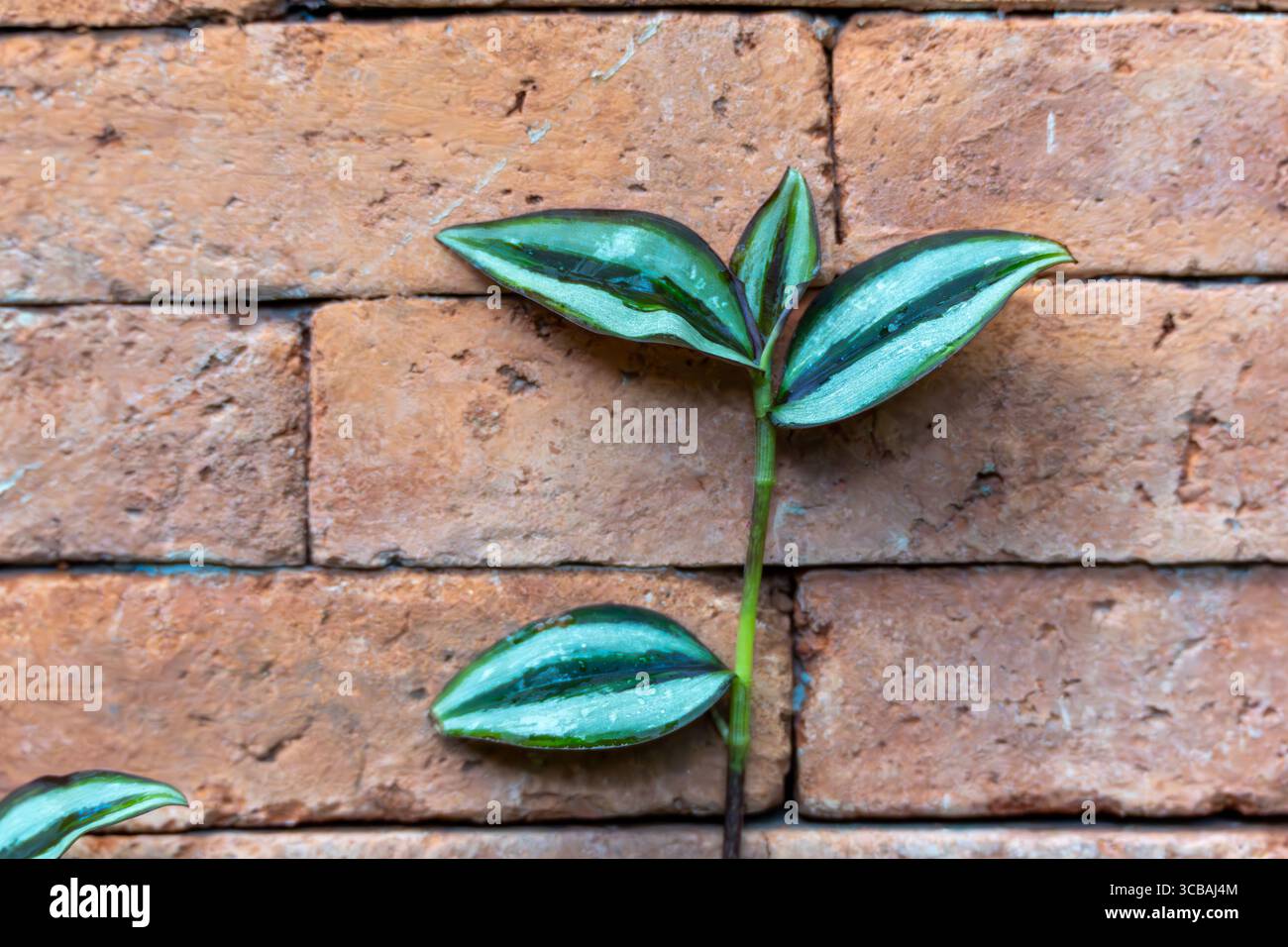 Tradescantia zebrina Spinach. The characteristic spider plant displays ...