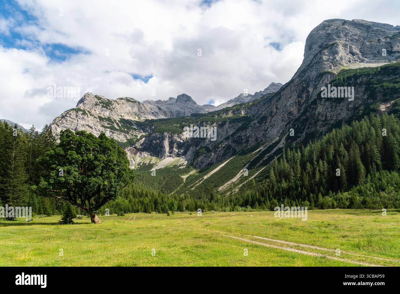 Maple trees in alps hi-res stock photography and images - Alamy