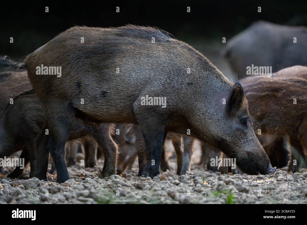 Mother wild boar feeding alongside several piglets on dry forest ground ...