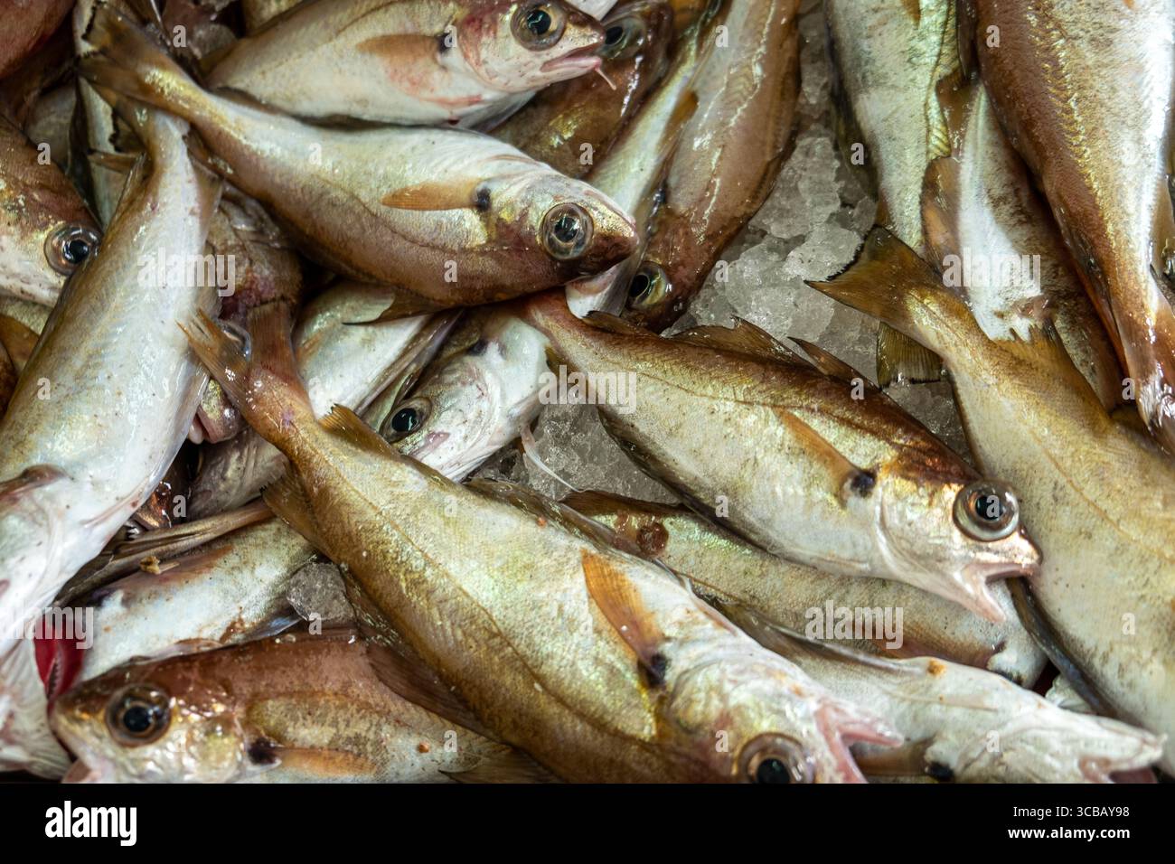 Fresh pout fish on crushed ice at a seafood market food industry ...