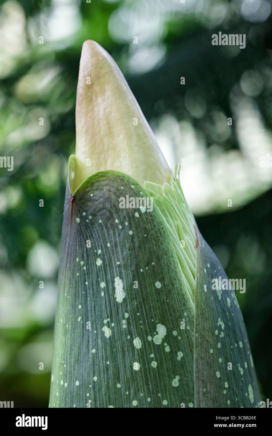 France, Meurthe et Moselle, Villers-les-Nancy, Jean-Marie Pelt Botanical Garden, flowering of ...