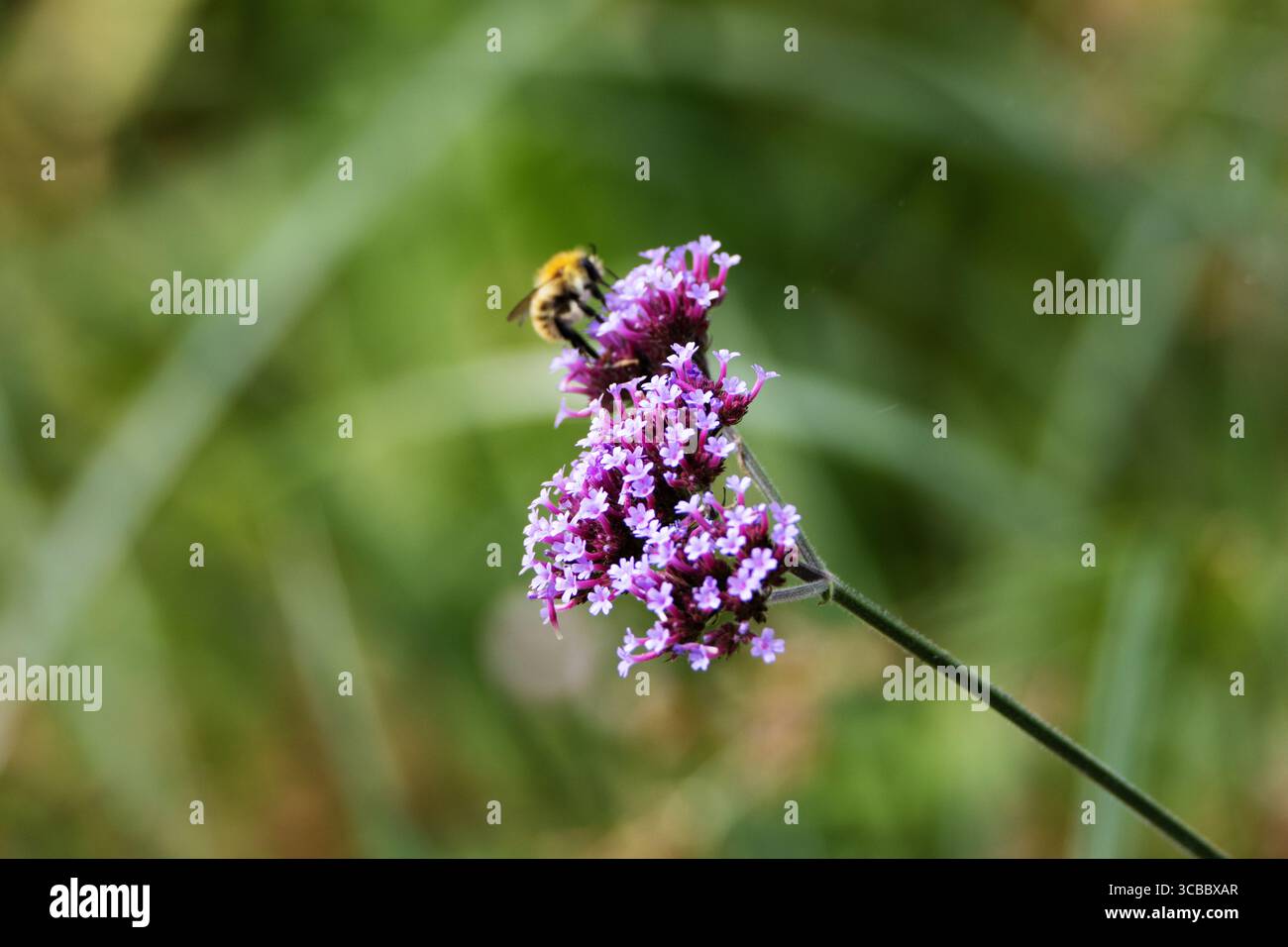 Purpletop vervain (Verbena bonariensis) flowers isolated on a natural ...