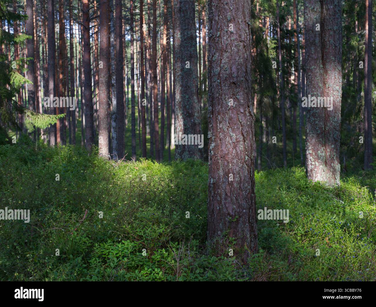 Tihu nature reserve hi-res stock photography and images - Alamy