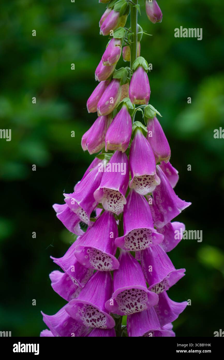 Vibrant purple foxglove flowers also known as digitalis purpurea of the ...