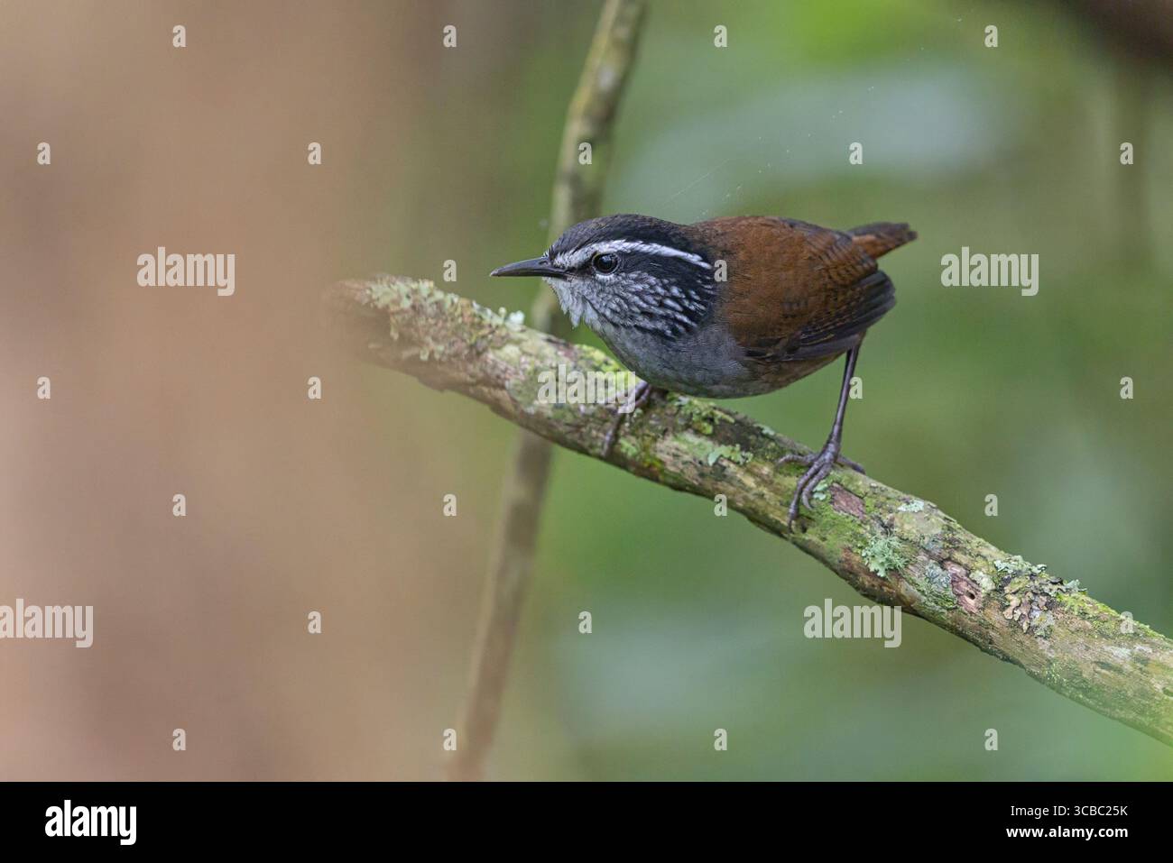 Gray-breasted Wood-Wren, Chicaque park, Medium elevation, Colombia, November 2022 Stock Photo ...