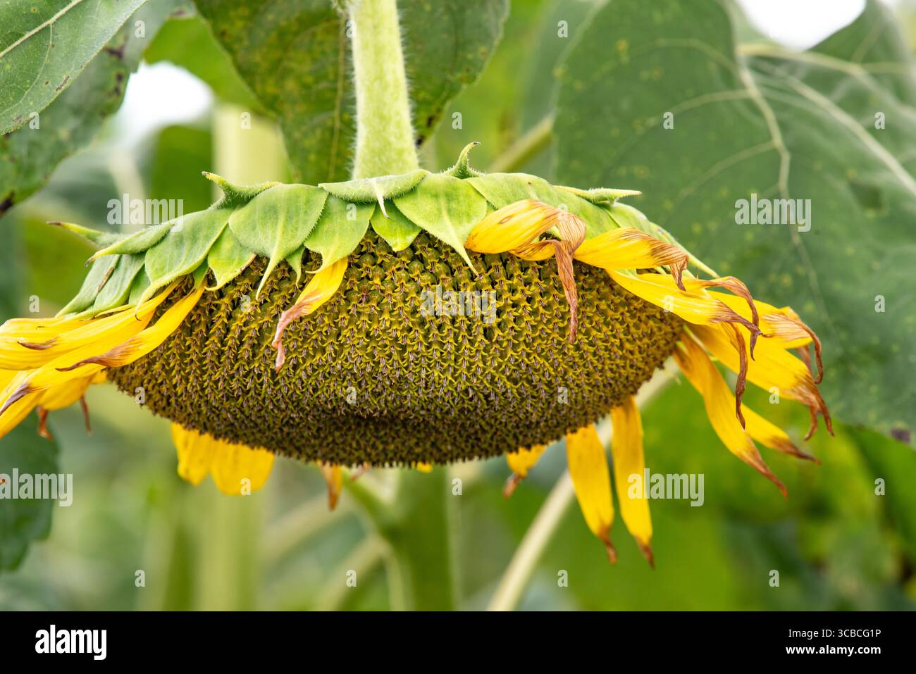 A single drooping sunflower in a field Stock Photo - Alamy