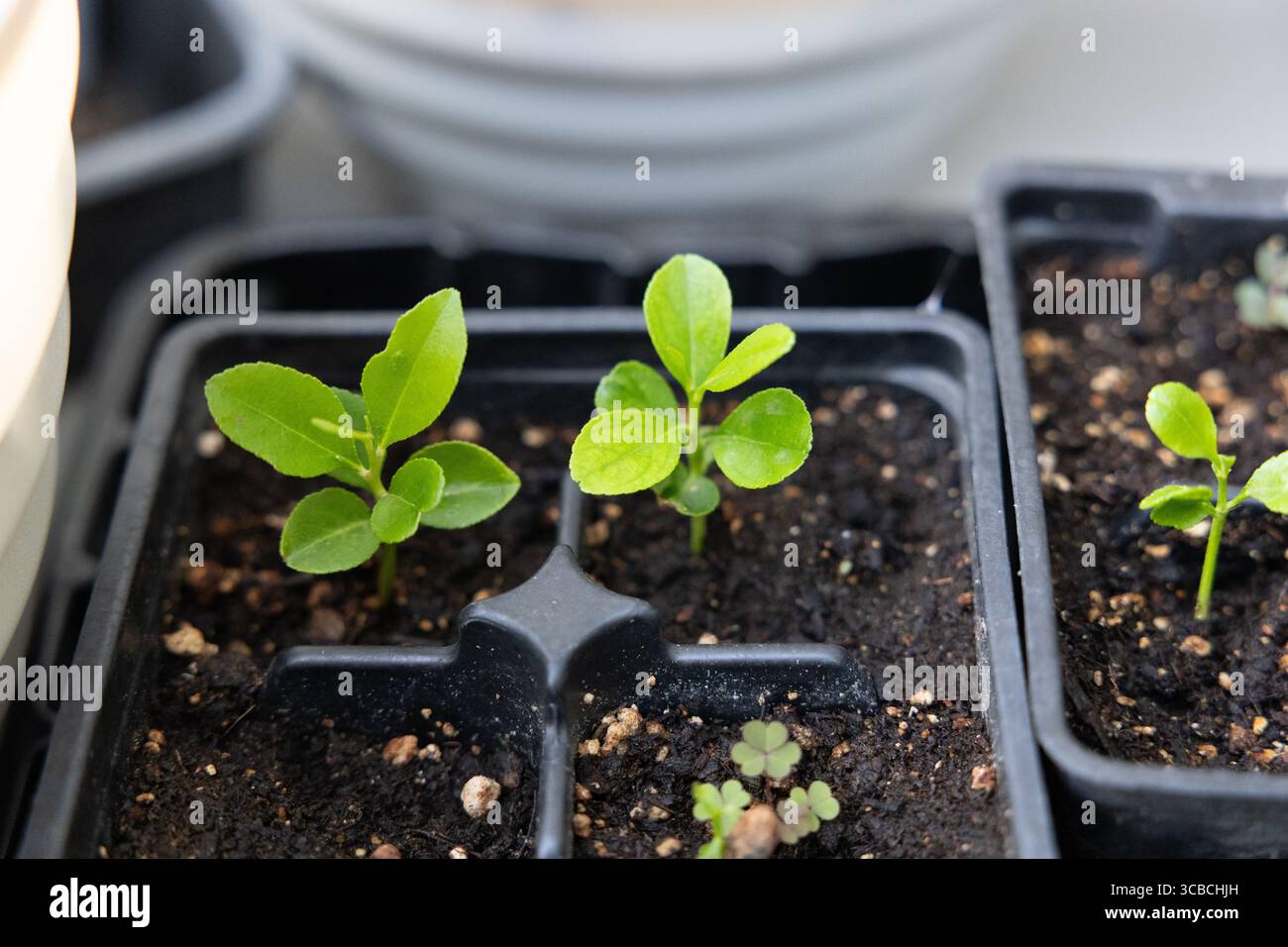 Lemon tree outside in garden hi-res stock photography and images - Alamy