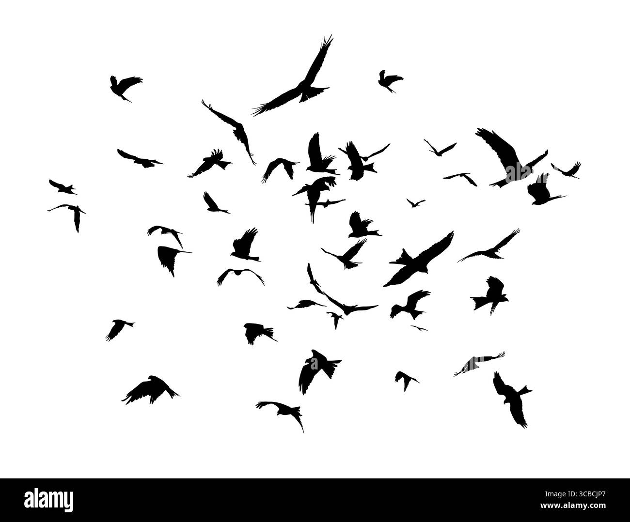 Group birds flying in Cut Out Stock Images & Pictures - Alamy