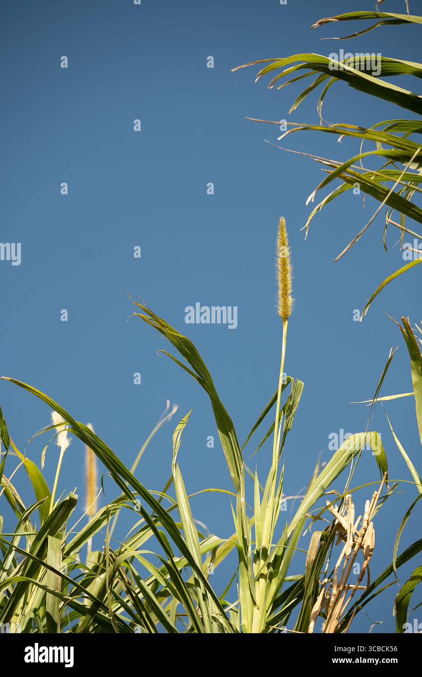 Elephant grass cenchrus purpureus hi-res stock photography and images ...