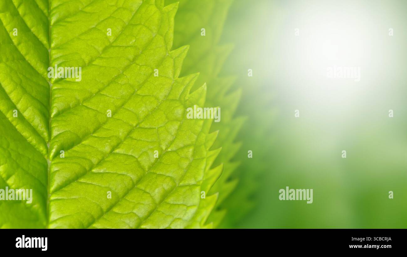 Vibrant green leaf, serrated edge and detailed veins leaf, showcasing ...