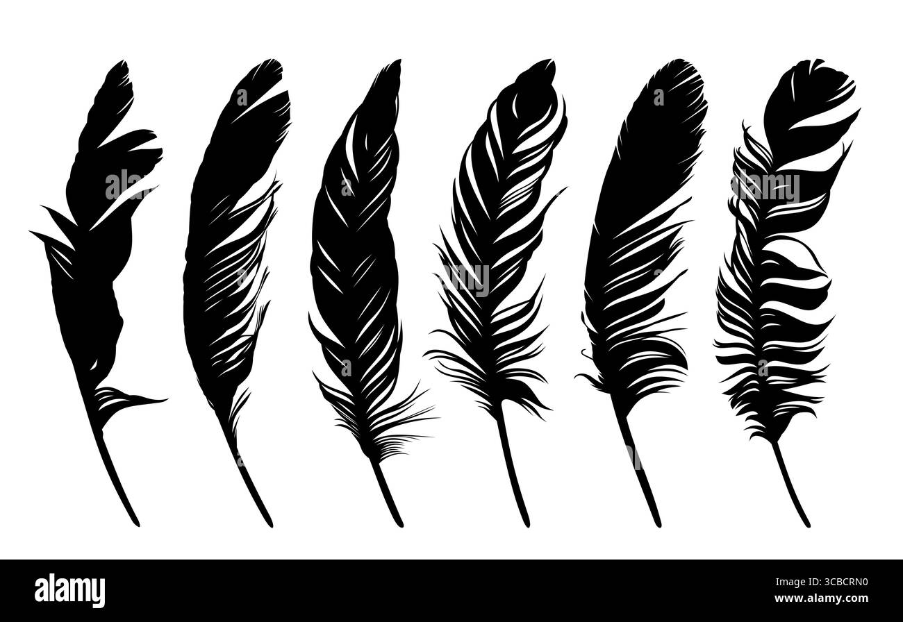 Types bird feathers Cut Out Stock Images & Pictures - Alamy