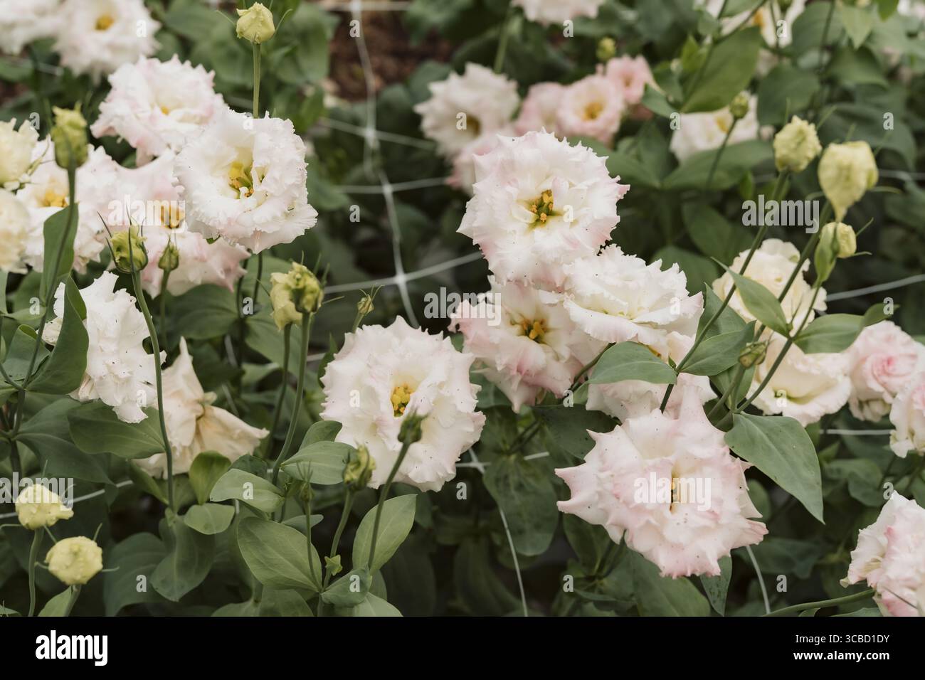 Fresh cutflowers hi-res stock photography and images - Alamy