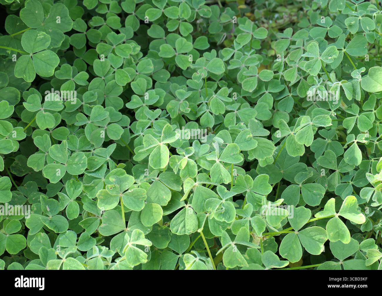 Close up of the attractive leaves of edible root vegetable oxalis ...